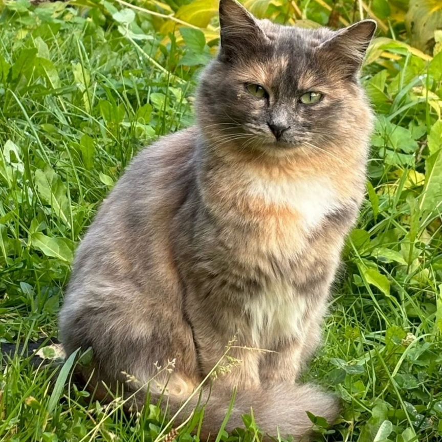 3 кошечки в поисках дома