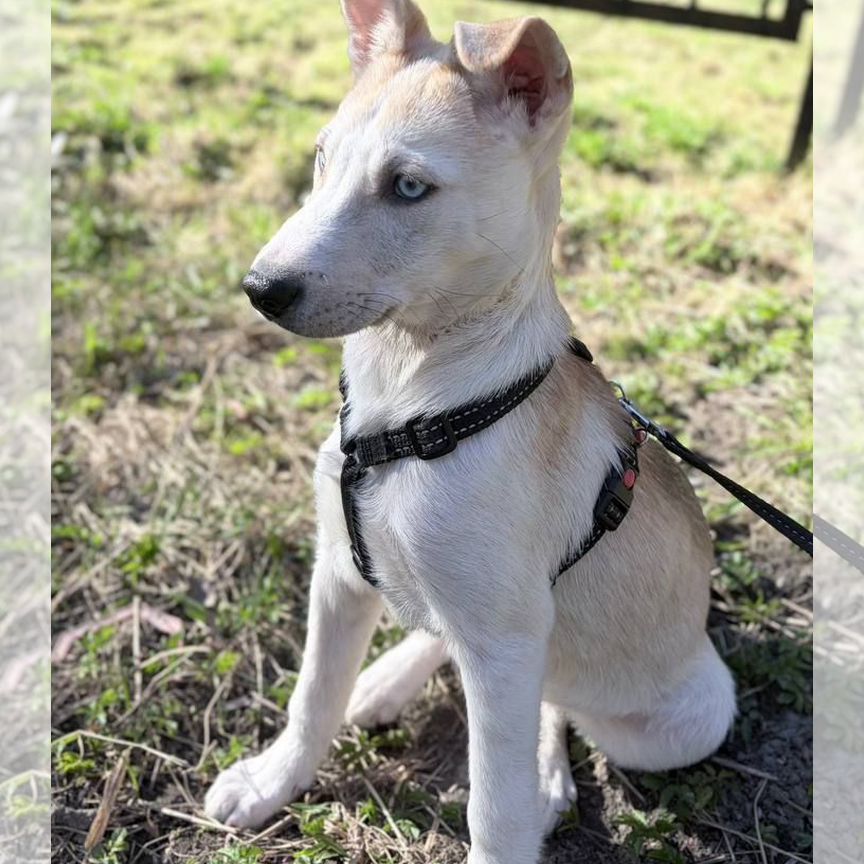 Щенок в добрые руки