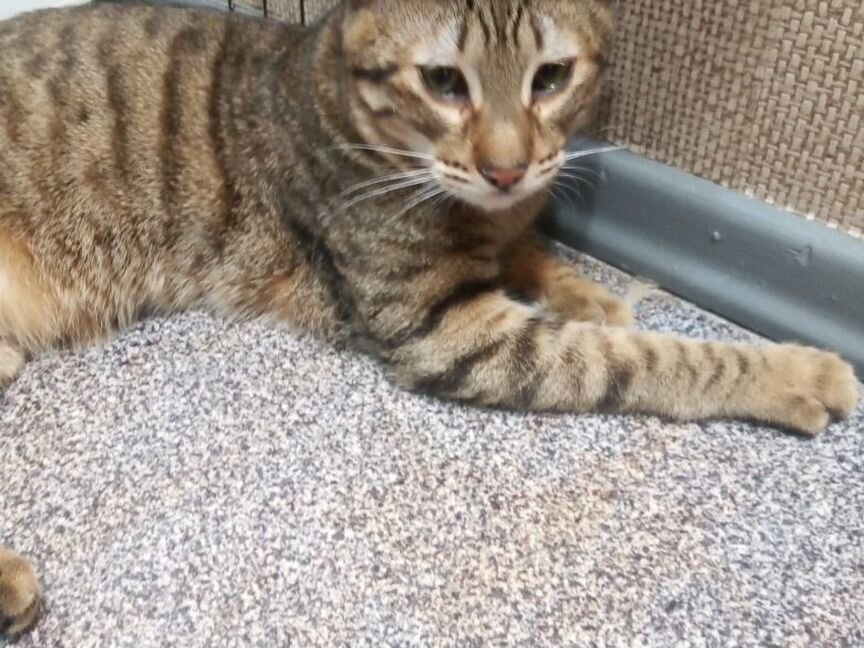 Котенок Тойгер