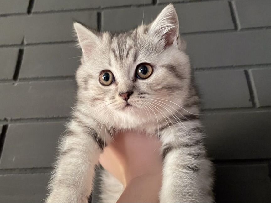 Шотландские котята