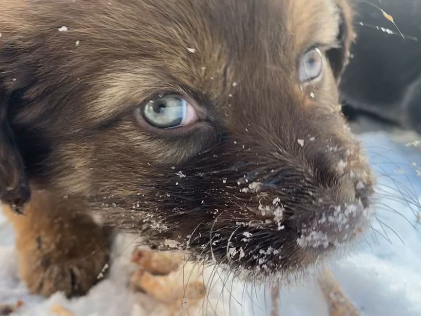 Щенки крепкие но маленькие и голодные в Дар