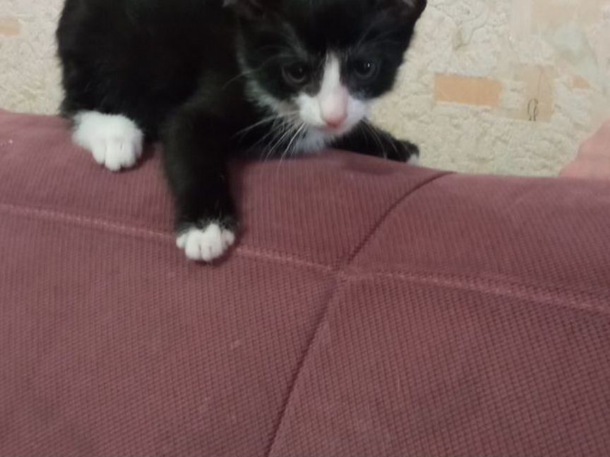 Отдам котенка