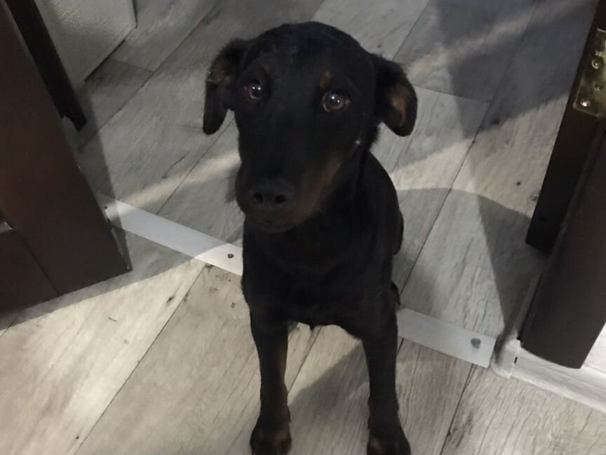 Собака в добрые руки маленькая порода