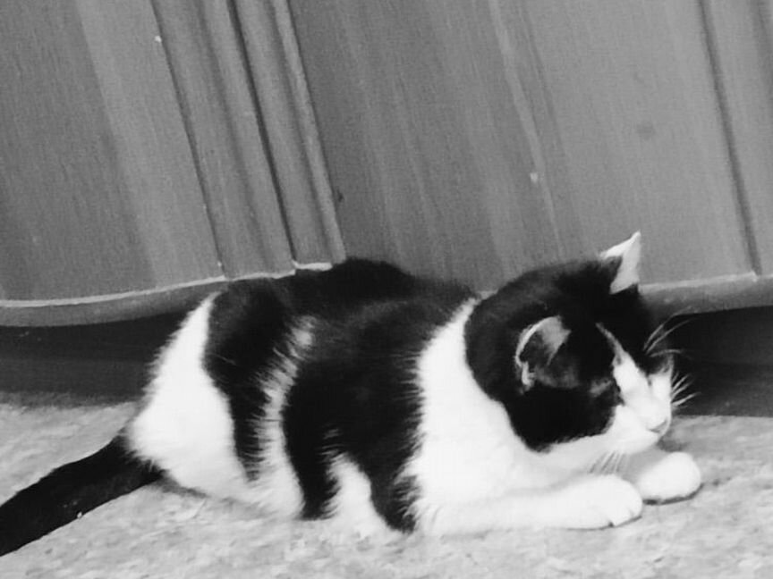 Котенок-подросток