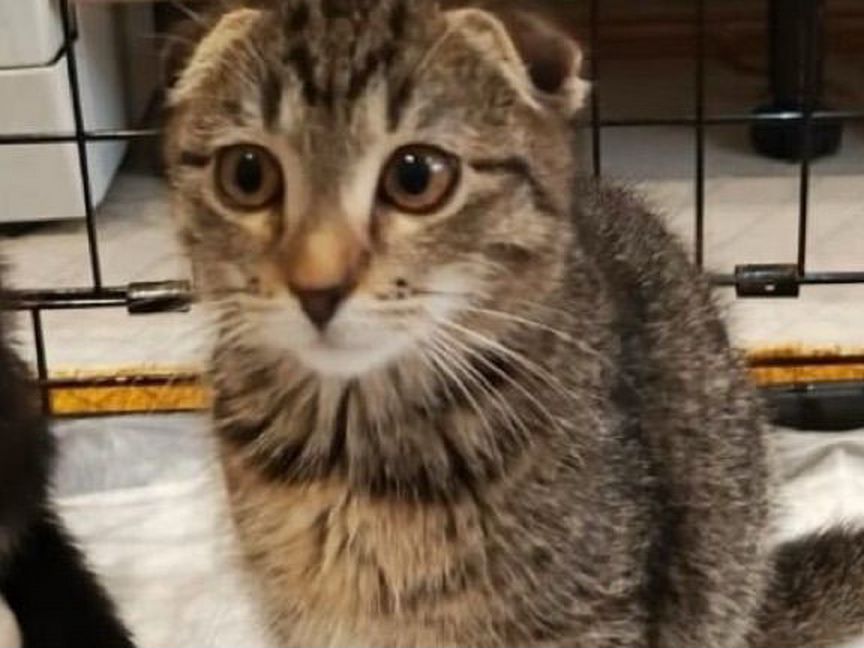 Вислоухий мальчик котёнок выбросили у метро