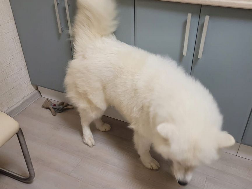 Самоед девочка 1,2 года