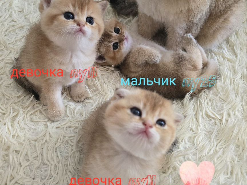 Шотландские котята