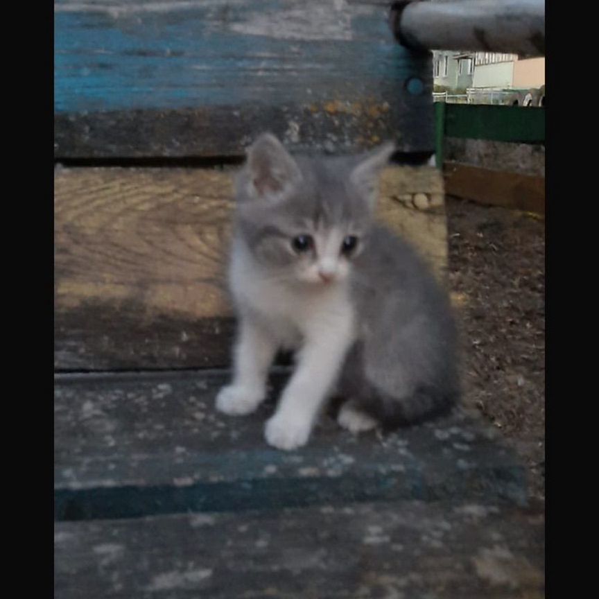 Котятёнок в добрые руки