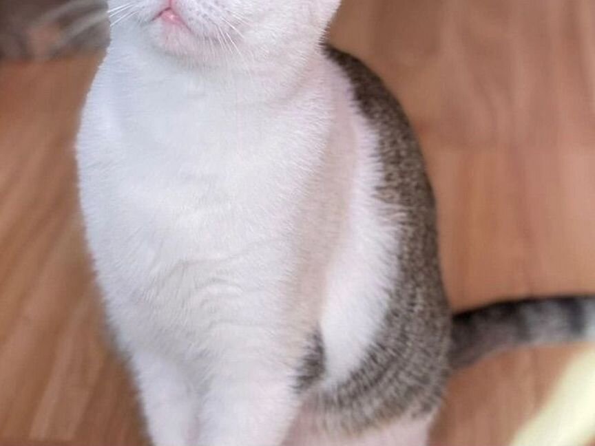 Кошка ищет передержку или хозяина