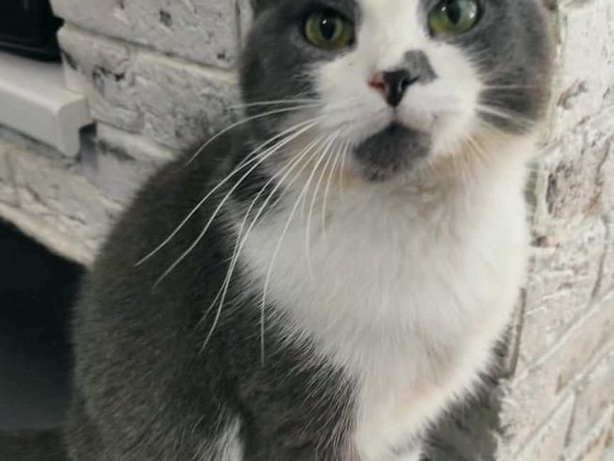 Кошка Маришка