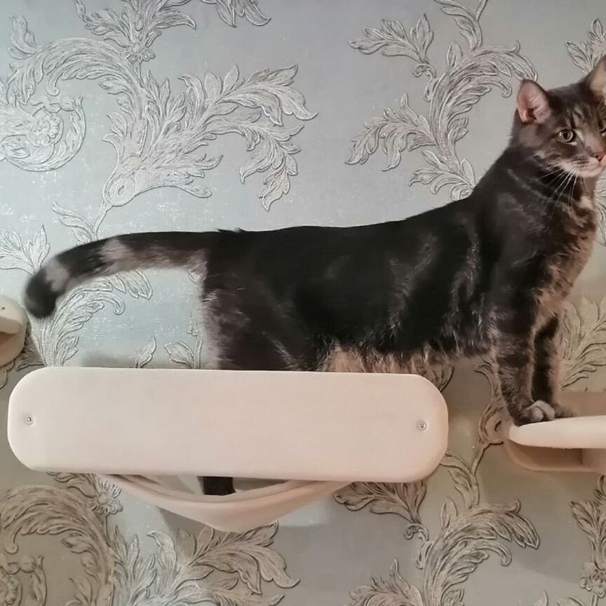 Кот царь