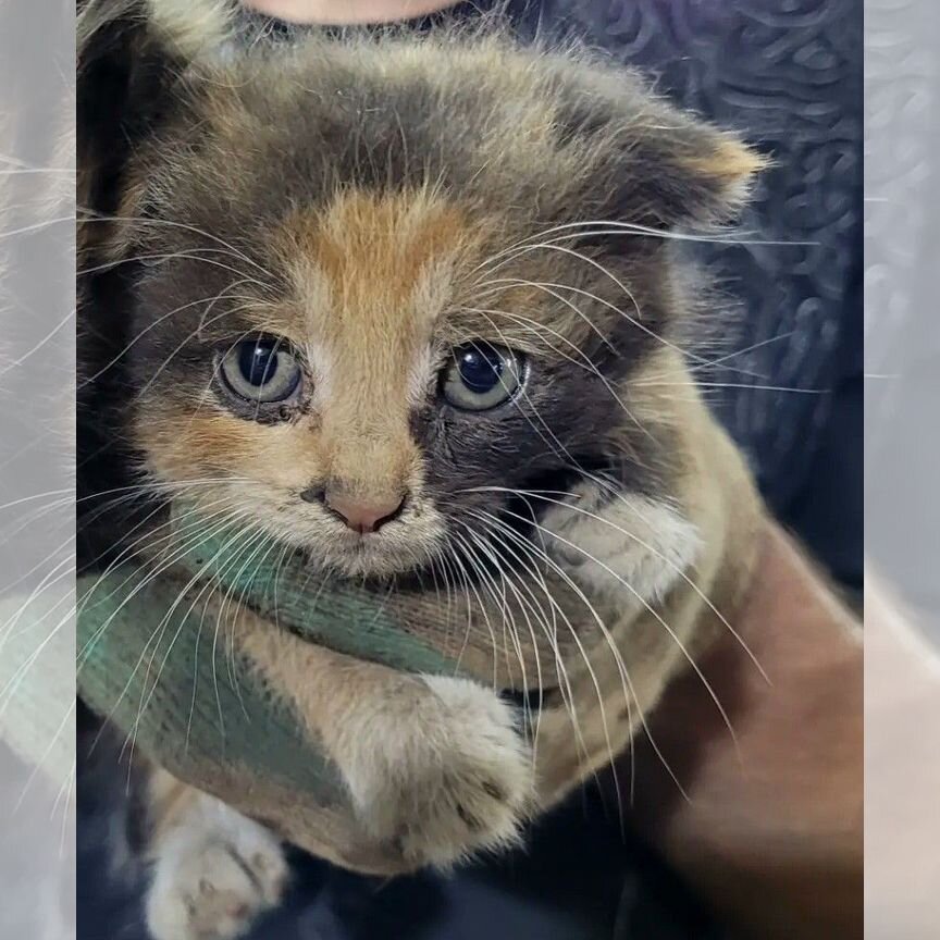Котёнок от частного владельца
