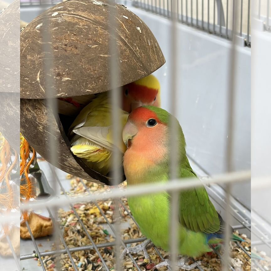 Попугай неразлучники с клеткой