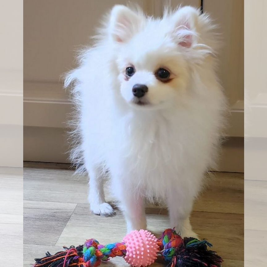 Щенки немецкого шпица