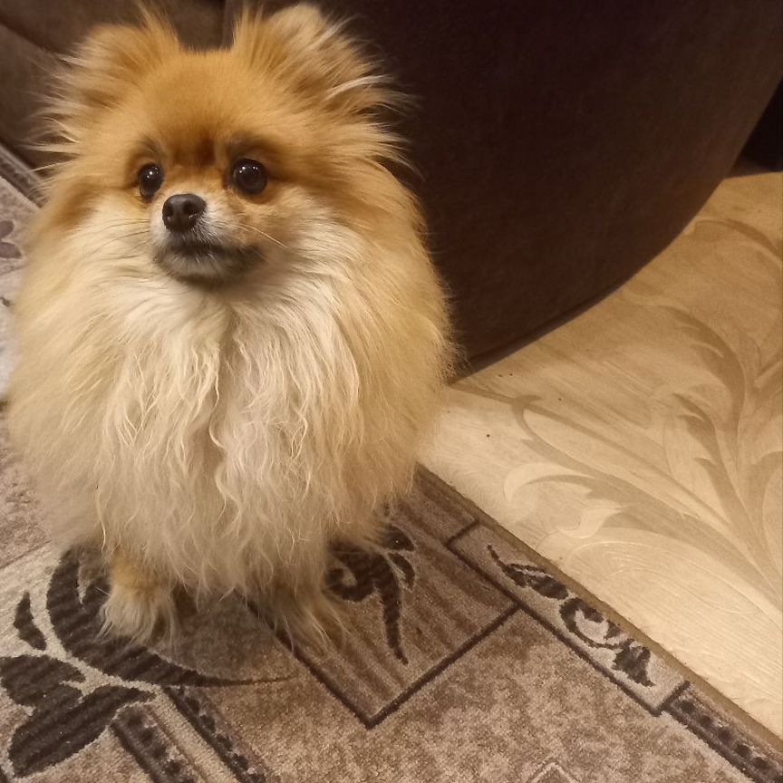Малый немецкий шпиц