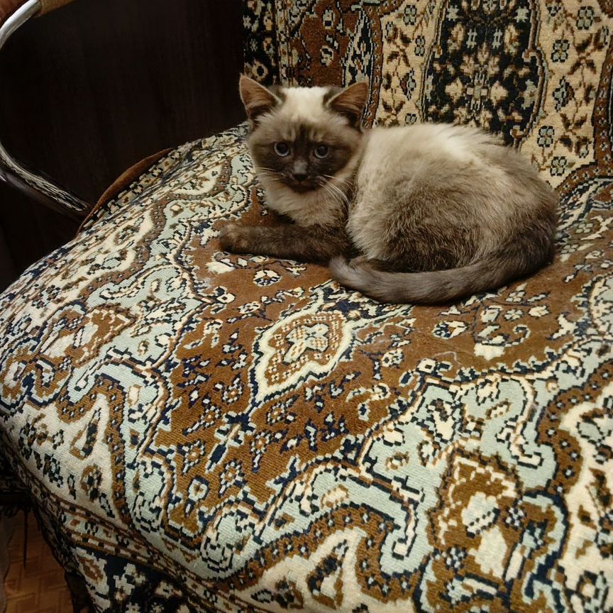 Котенок в добрые руки