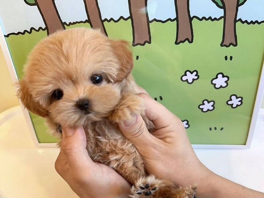 Мальтипу Ф1