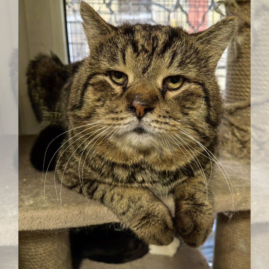 Взрослый кот в добрые руки