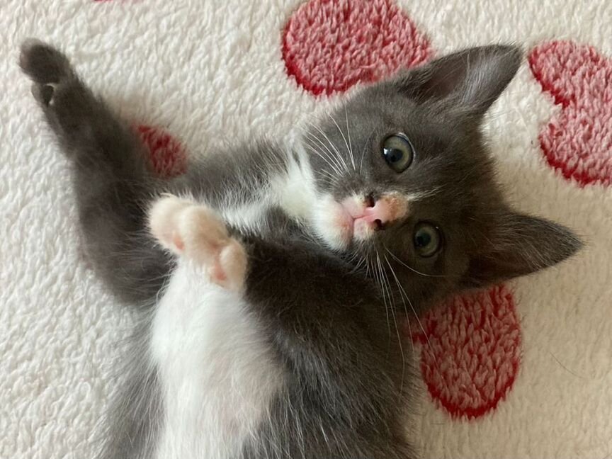 Кошка
