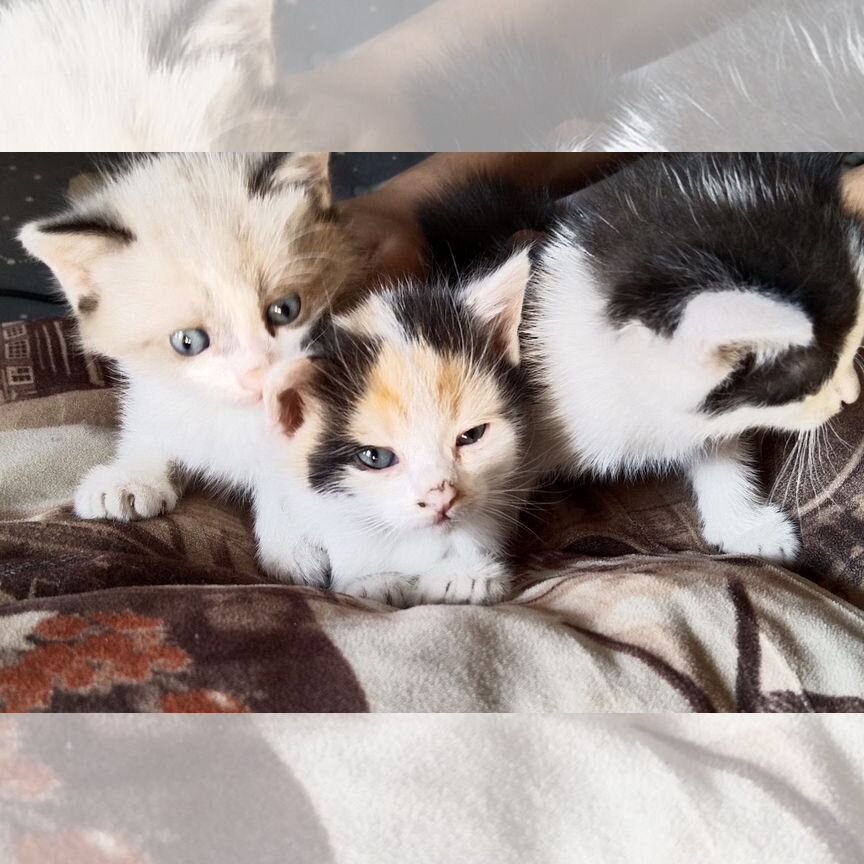 Котята в добрые руки 1 месяц
