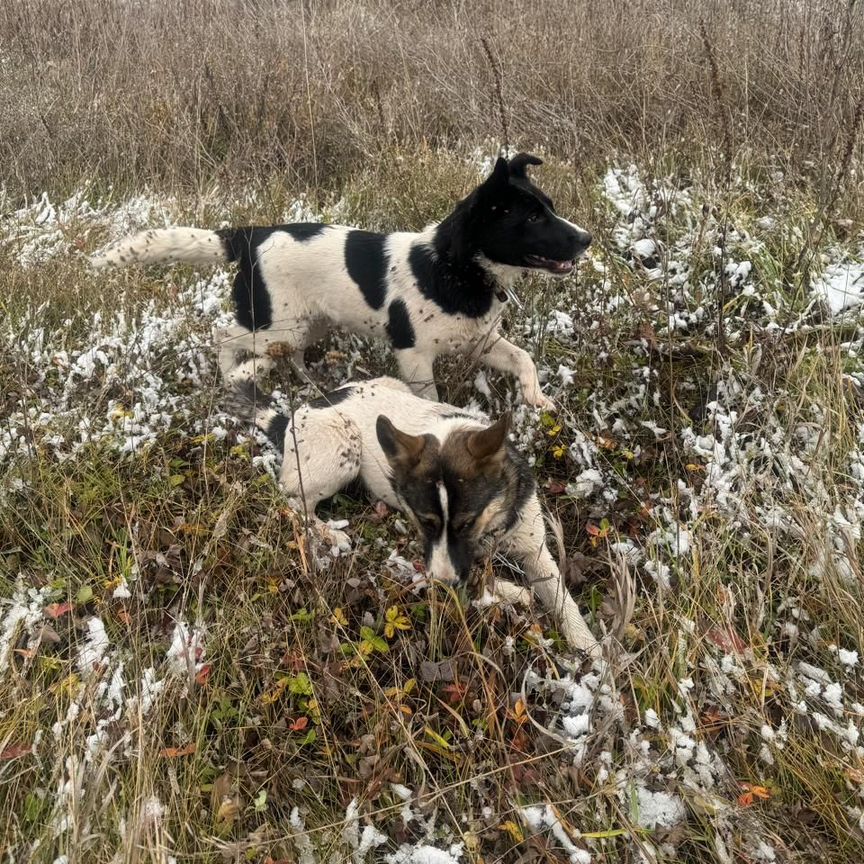 Тайский риджбек щенки (Лайка )