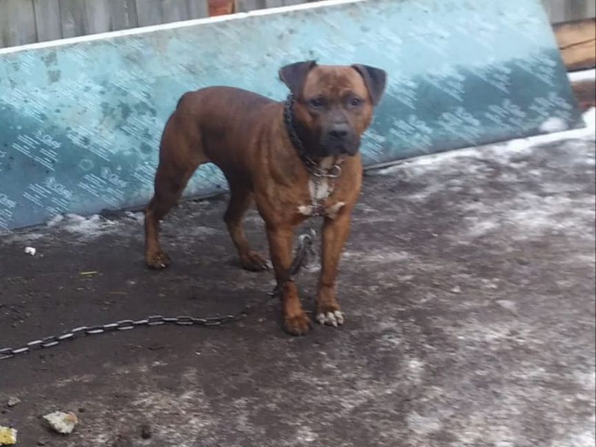 Стафарширский терьер