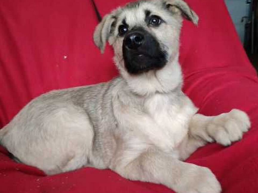 Щенки мощных сильных вео-восточно-европейских овча