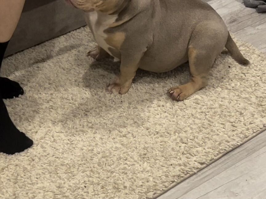 Американский булли покет