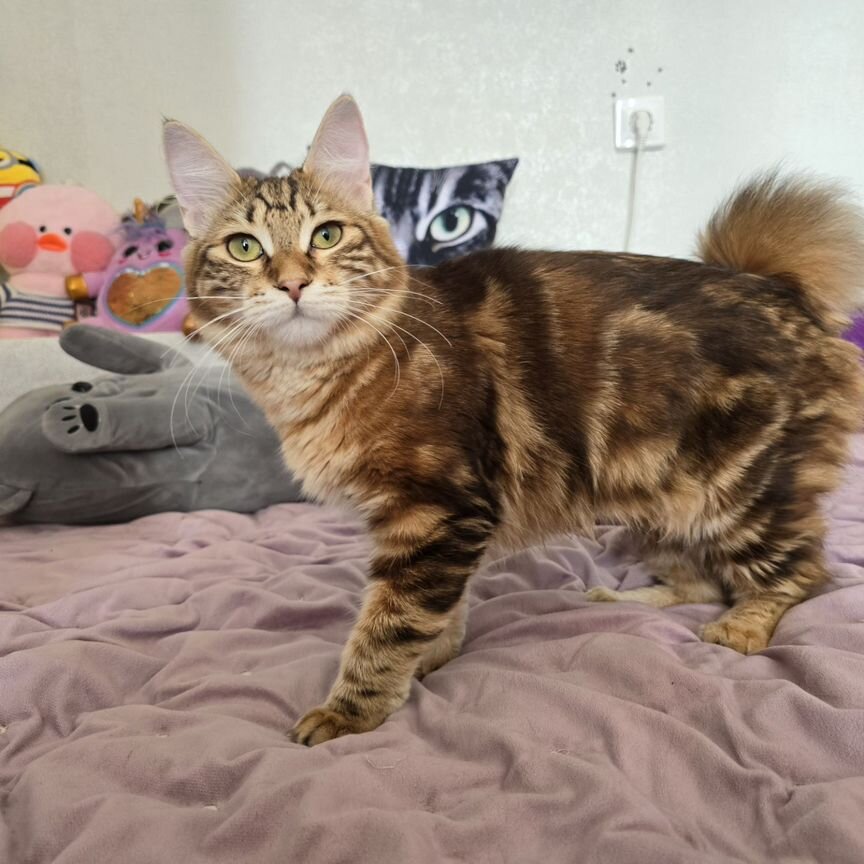 Клубная роскошная девочка