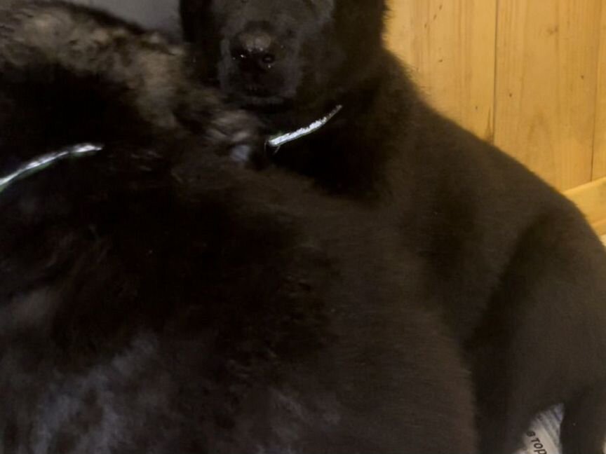 Восточноевропейская овчарка