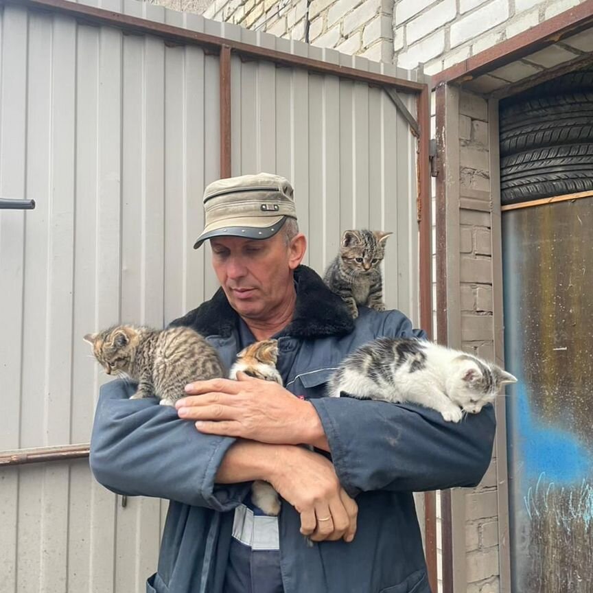 Котята в добрые руки