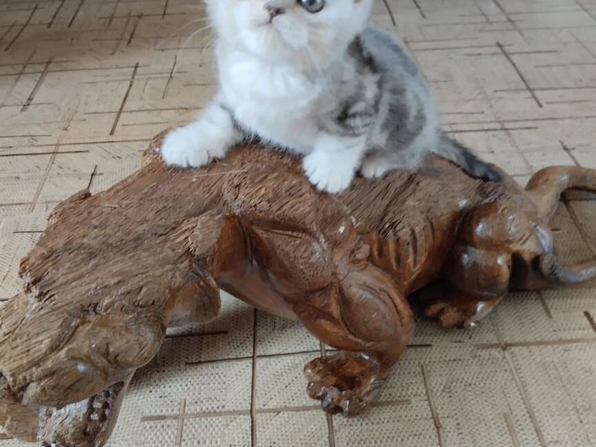 Шотландский котик в домашние любимцы