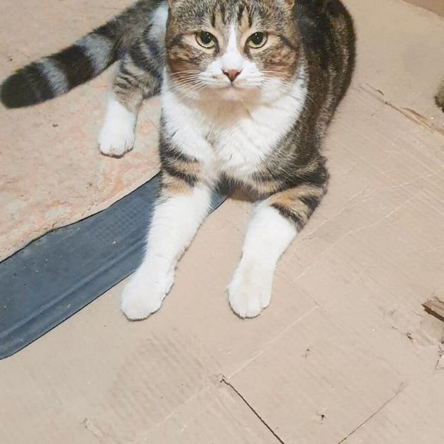 Кот пропадает никому не нужен