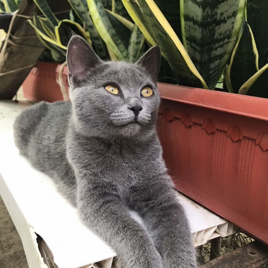 Продается кошка