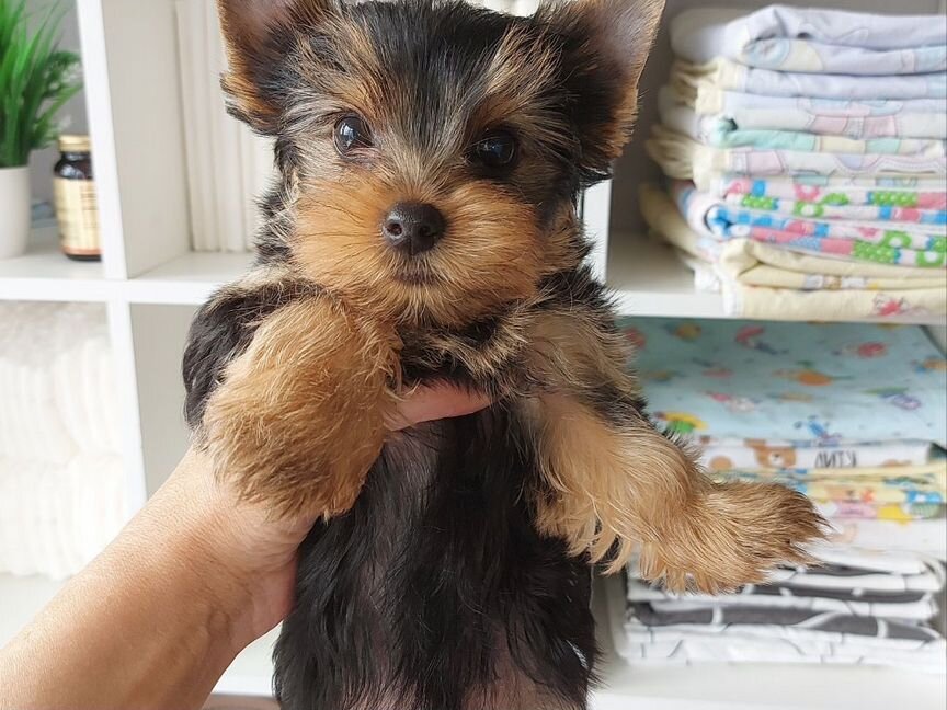 Щенки породы Йоркширского терьера