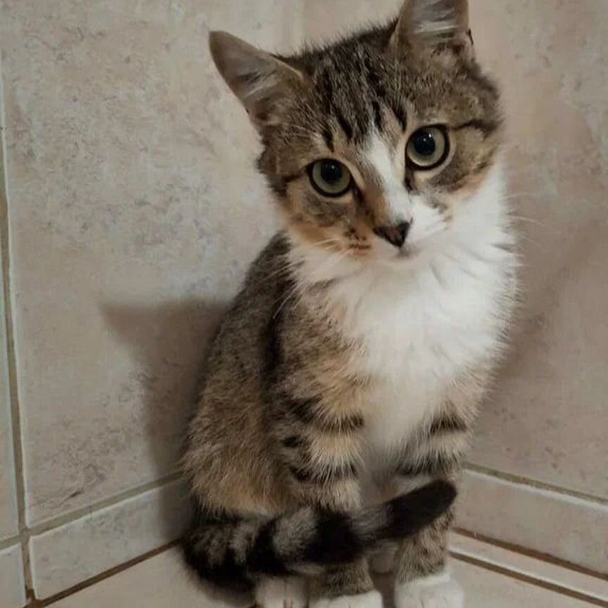 Малыш Моцарт в добрые руки. Лесной приют