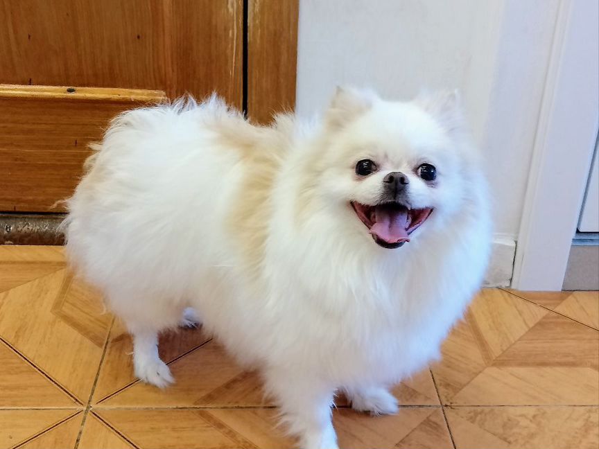 Красивая Девочка Шпица