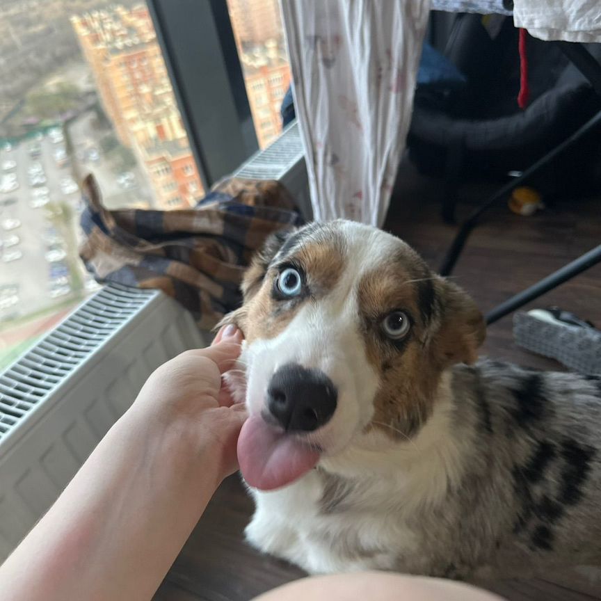 Вельш-корги кардиган мраморный