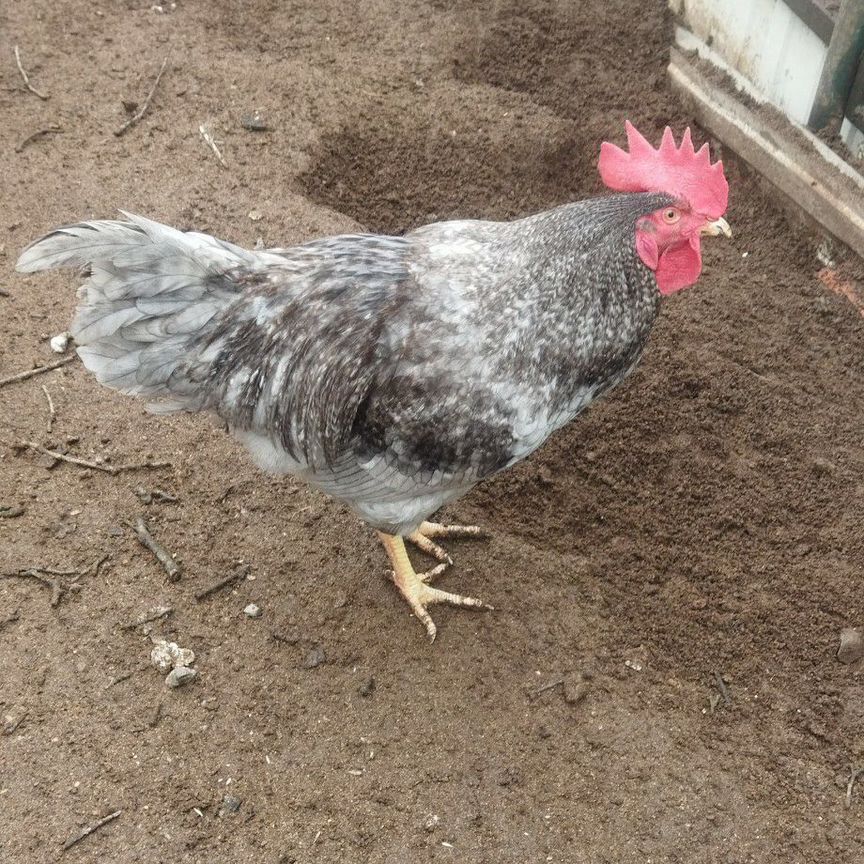 Петух молодой