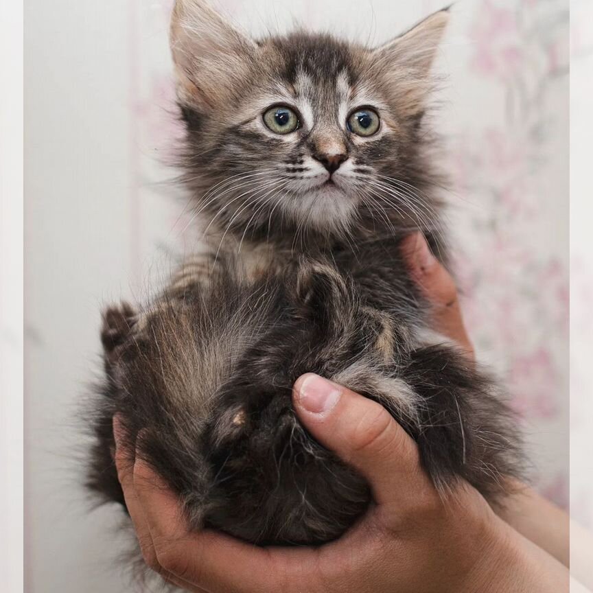 Котёнок в добрые руки