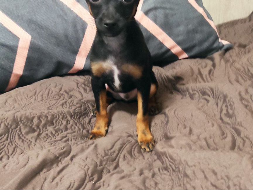 Той-терьер щенки