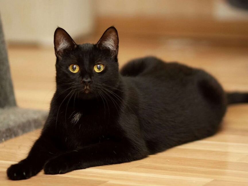 Кошка Черныша 3 года