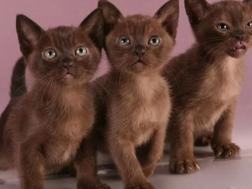 Бурманские котята