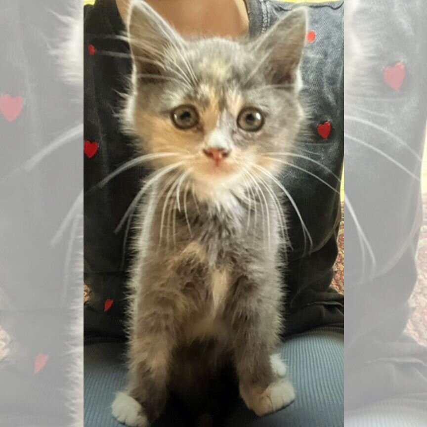 Котенок 2 мес девочка