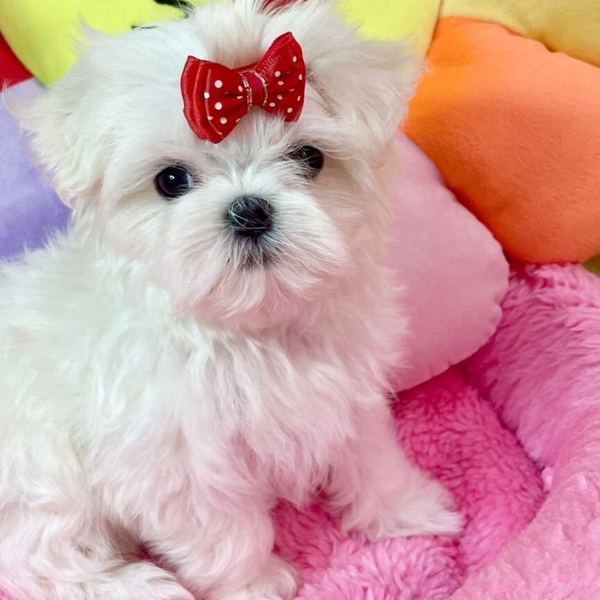 Мальтийская болонка девочка РКФ