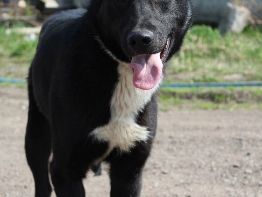 Хвостика зовут Дизель