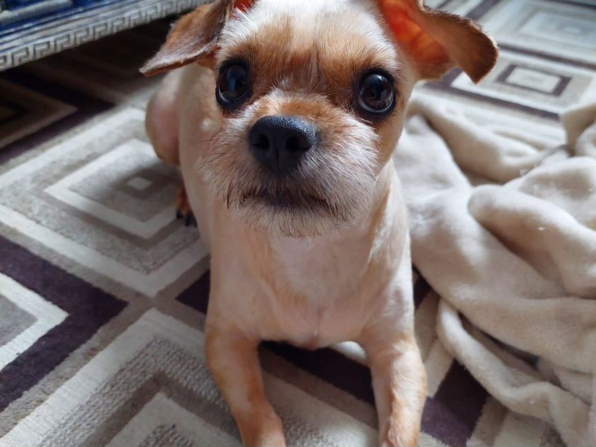 Собака в добрые руки