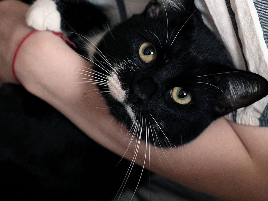 Отдам кота в добрые руки
