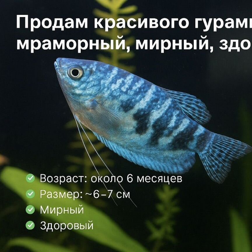 Аквариумные рыбки, гурами