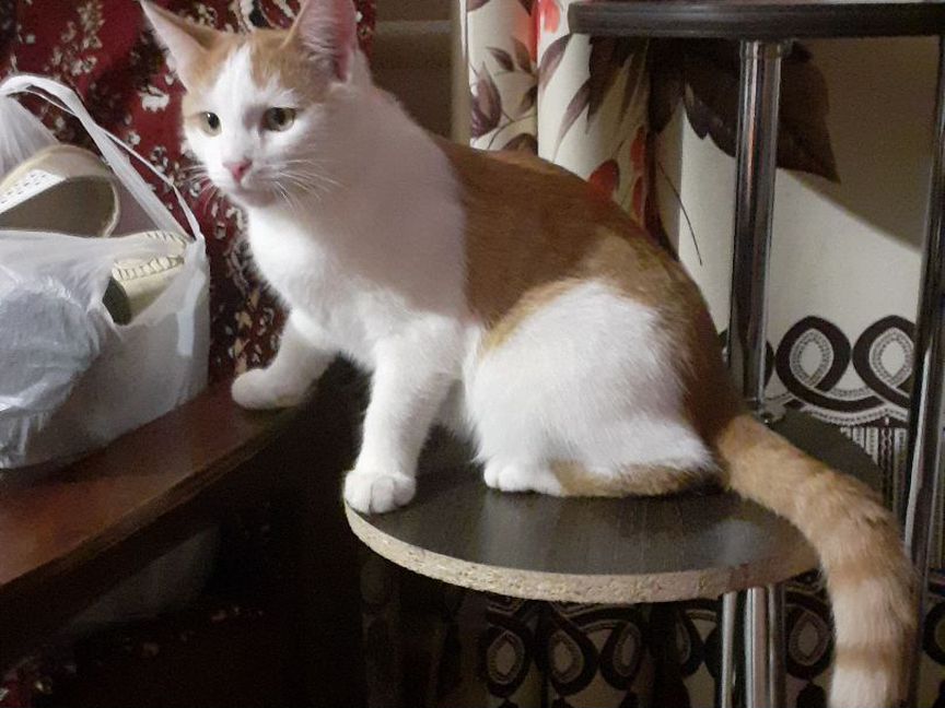 Отдам барсика в хорошие руки